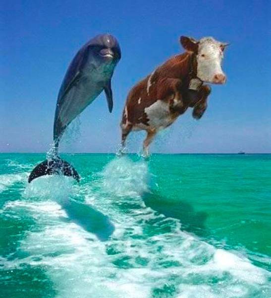 Fish and Cow Competition - Funny Photos, Funny Videos