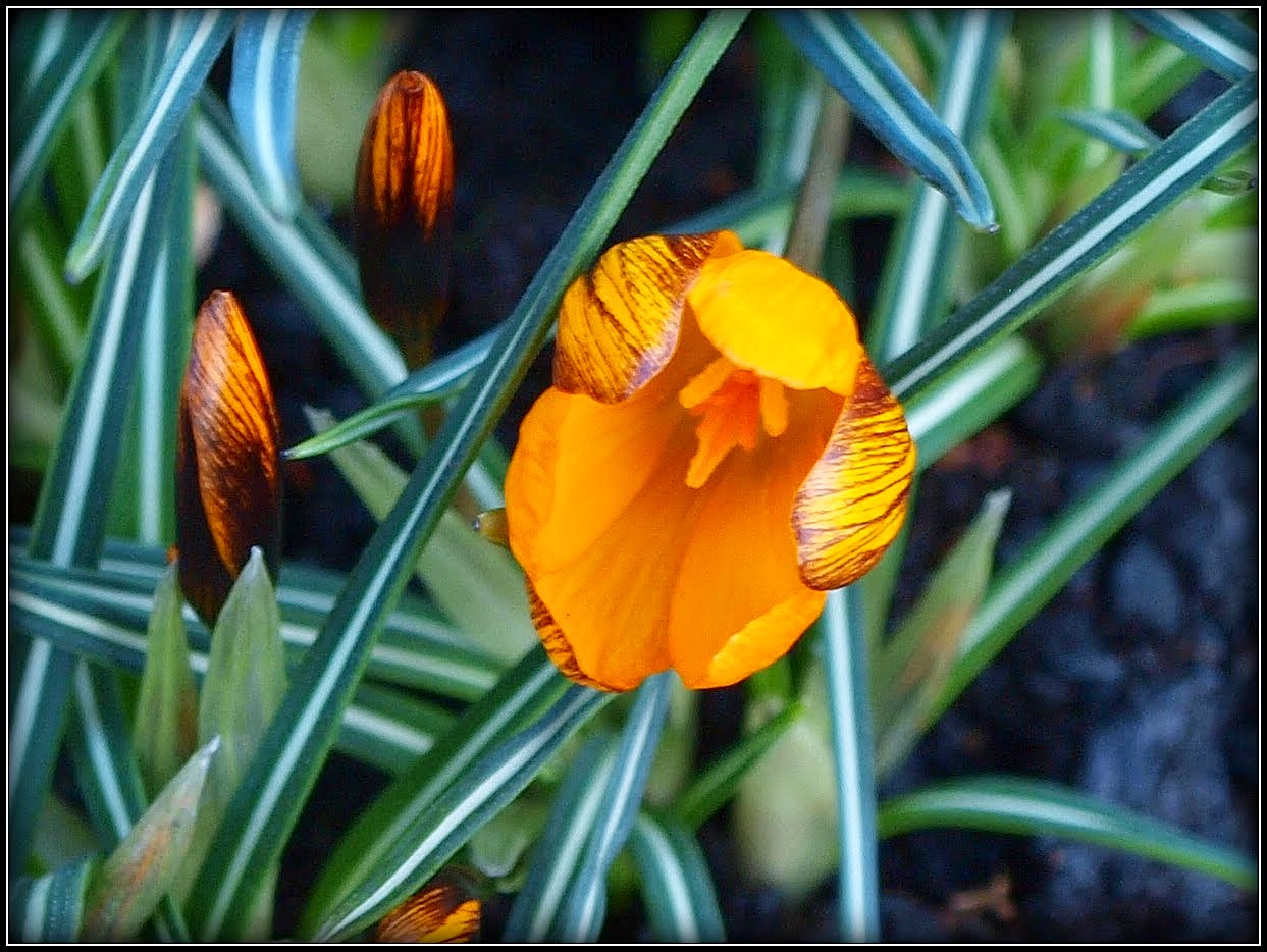 Mark's Veg Plot: Crocuses in the spotlight