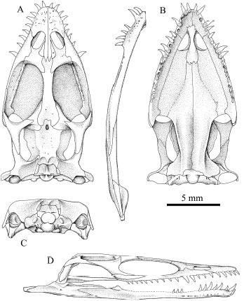 Escenarios prehistóricos: Keichousaurus