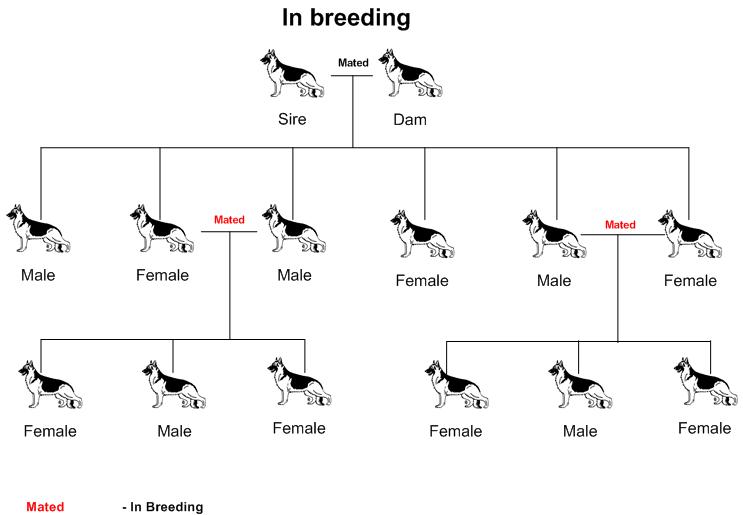 science: Breeding ( Persilangan )