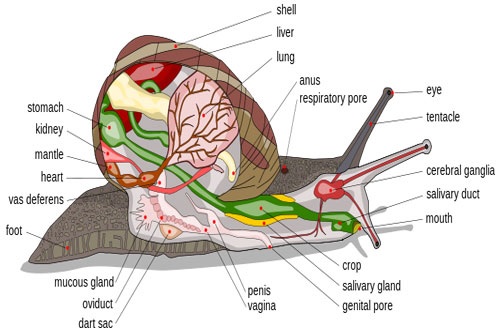 BIOLOGI GONZAGA: TEST KINGDOM ANIMALIA