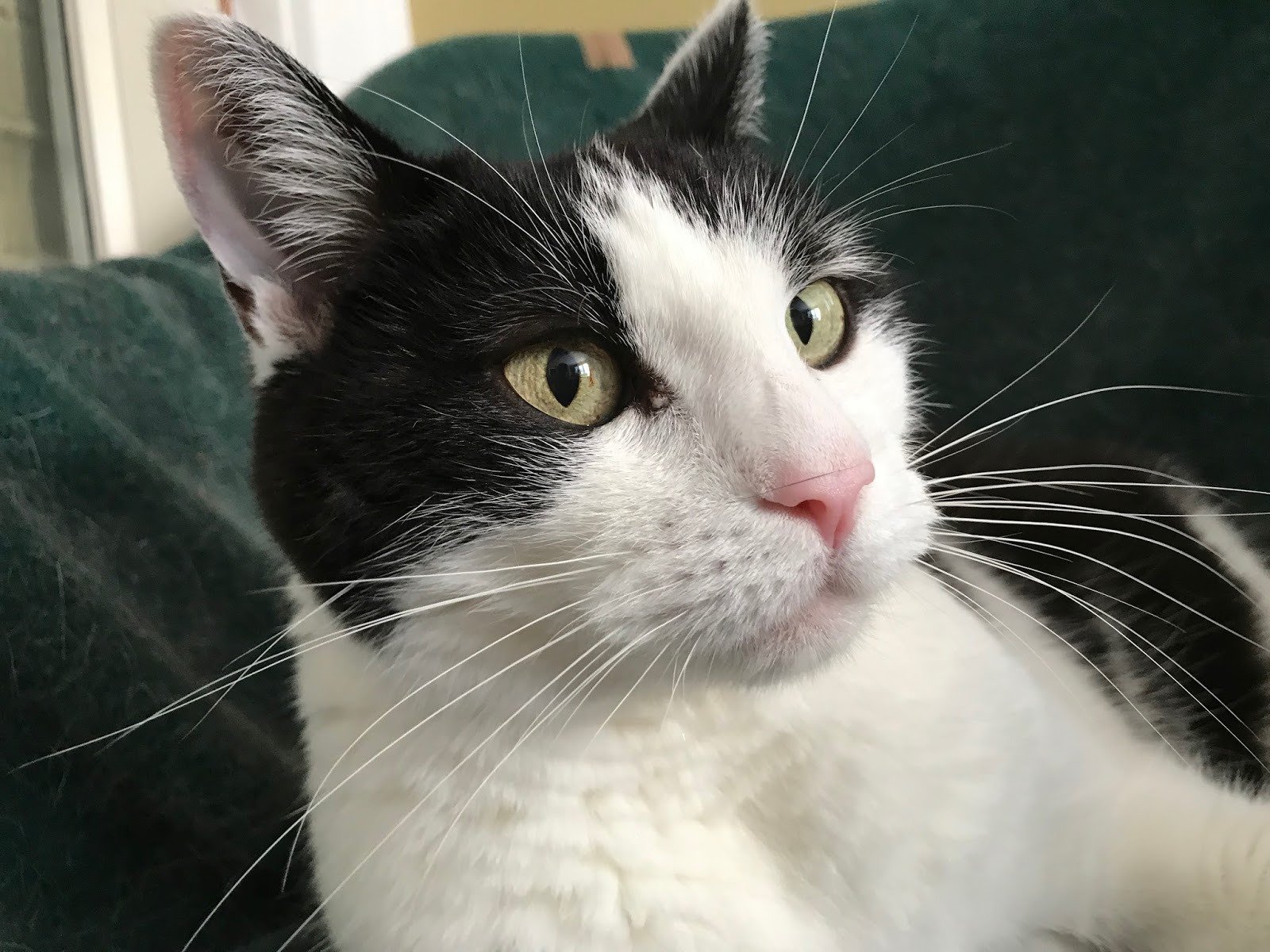 Eastside Cats: UPDATE! Cat Eclipse