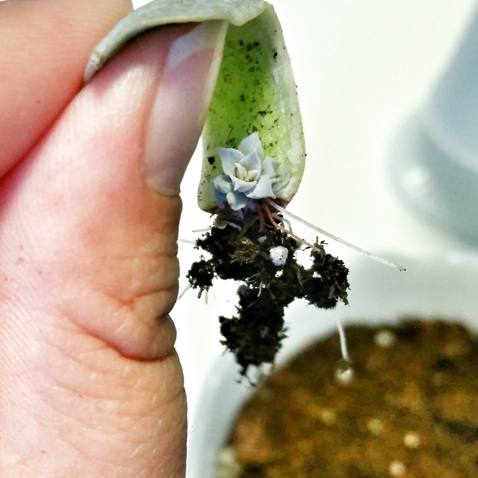 Fresh Coat of Paint: How to Propagate Baby Succulents