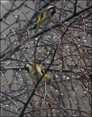 Wild and Wonderful: Gold(finches) for a Grey Day