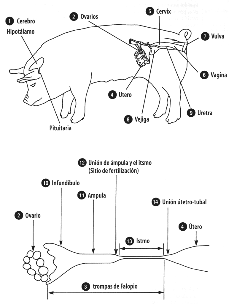 AGROPECUARIAS: ANATOMÍA Y FISIOLOGÍA DEL CERDO