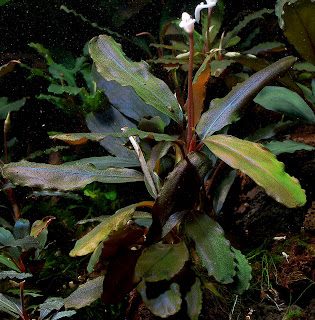 Bucephalandra: Bucephalandra sp. Black Leaf