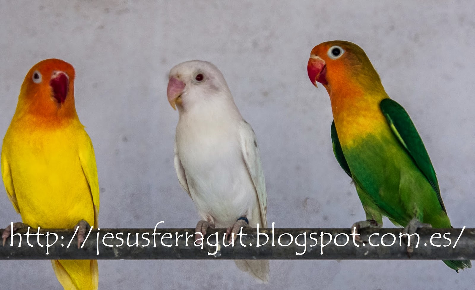 El Blog de Jesús Sánchez-Ferragut: PÁJAROS DE COLORES 2