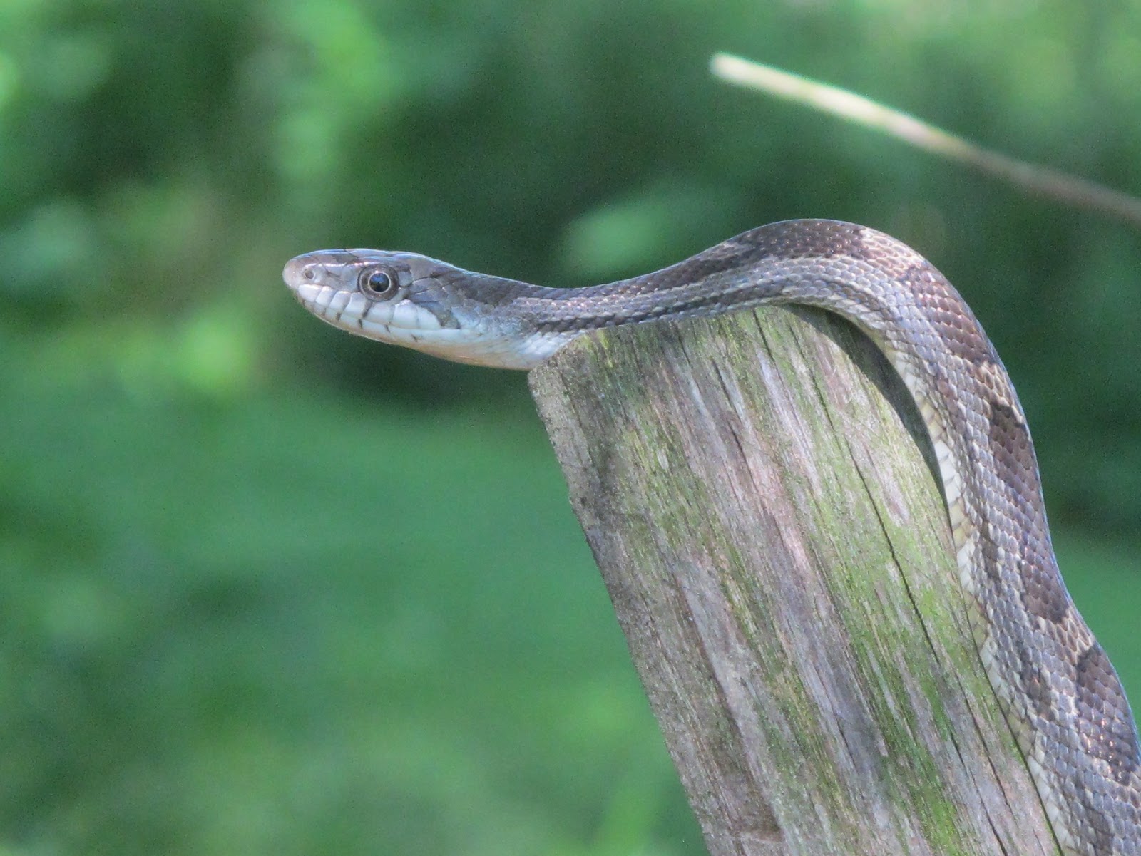 Blue Jay Barrens: Young Black Rat Snake