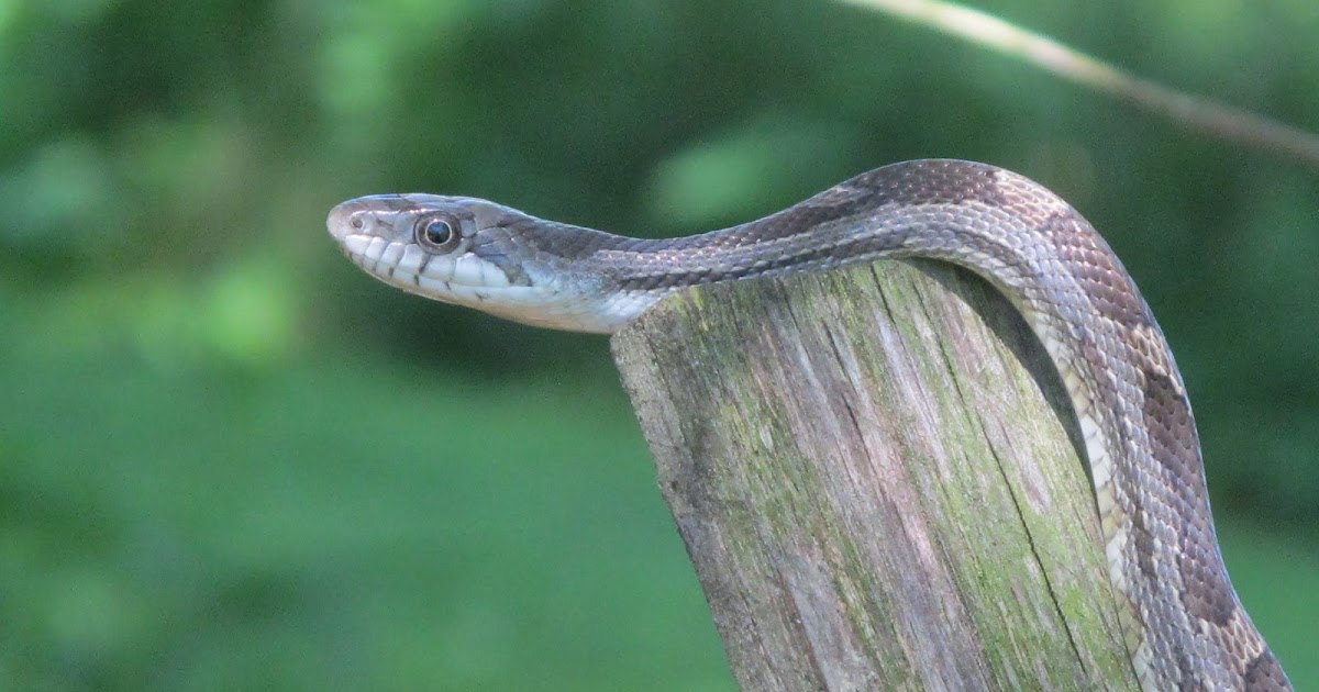 Blue Jay Barrens: Young Black Rat Snake