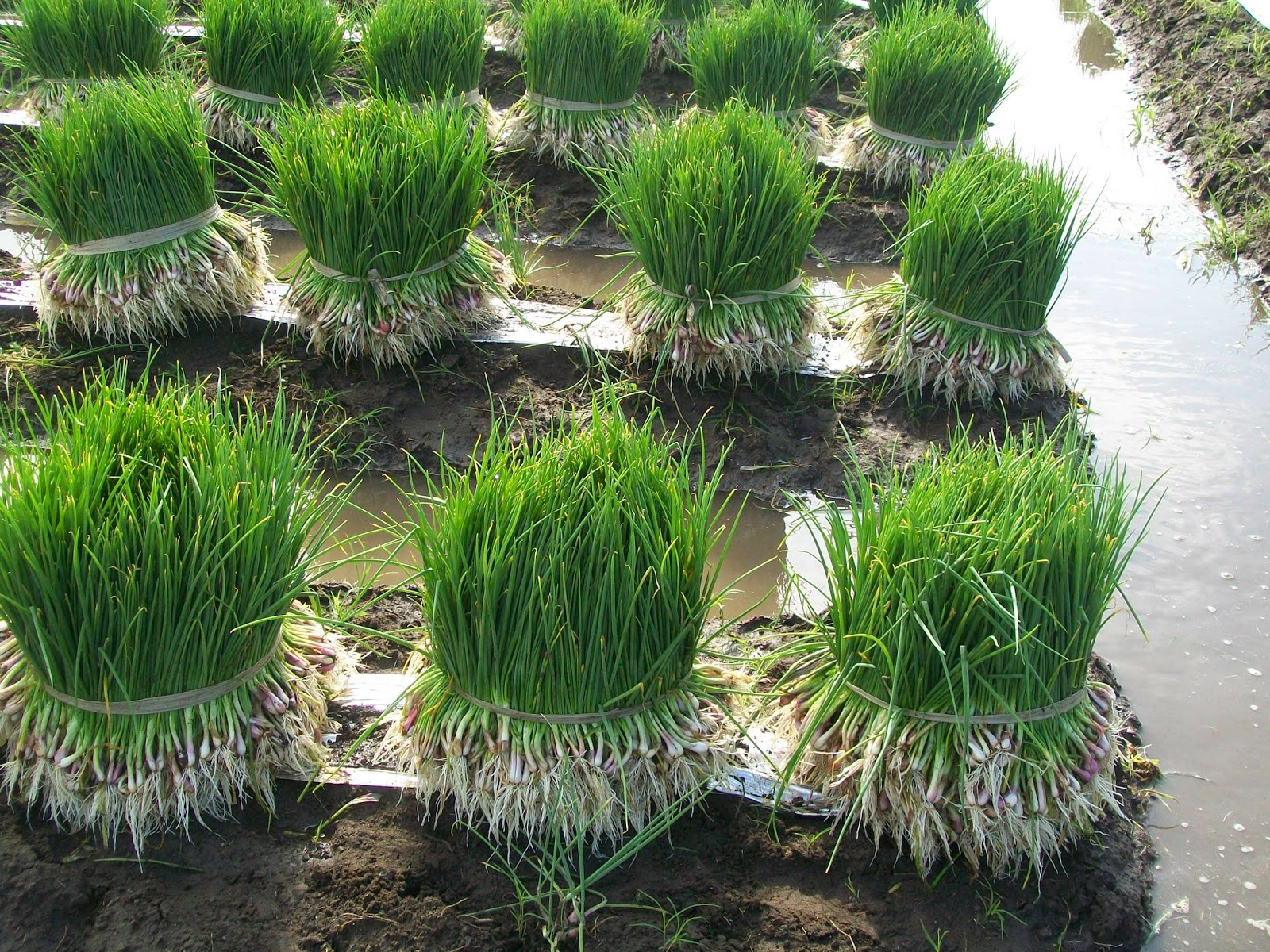 CARA MENANAM DAN BUDIDAYA BAWANG DAUN | Pertanian