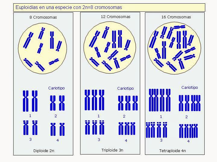 MUTACIONES : MUTACIONES CROMOSÓMICAS