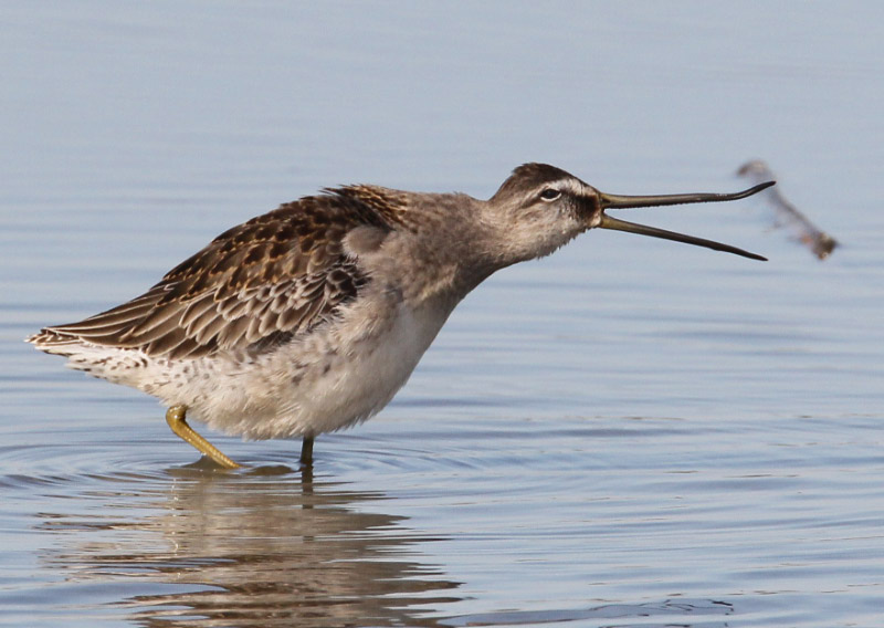 Ohio Birds and Biodiversity: OOS Conference - be there!