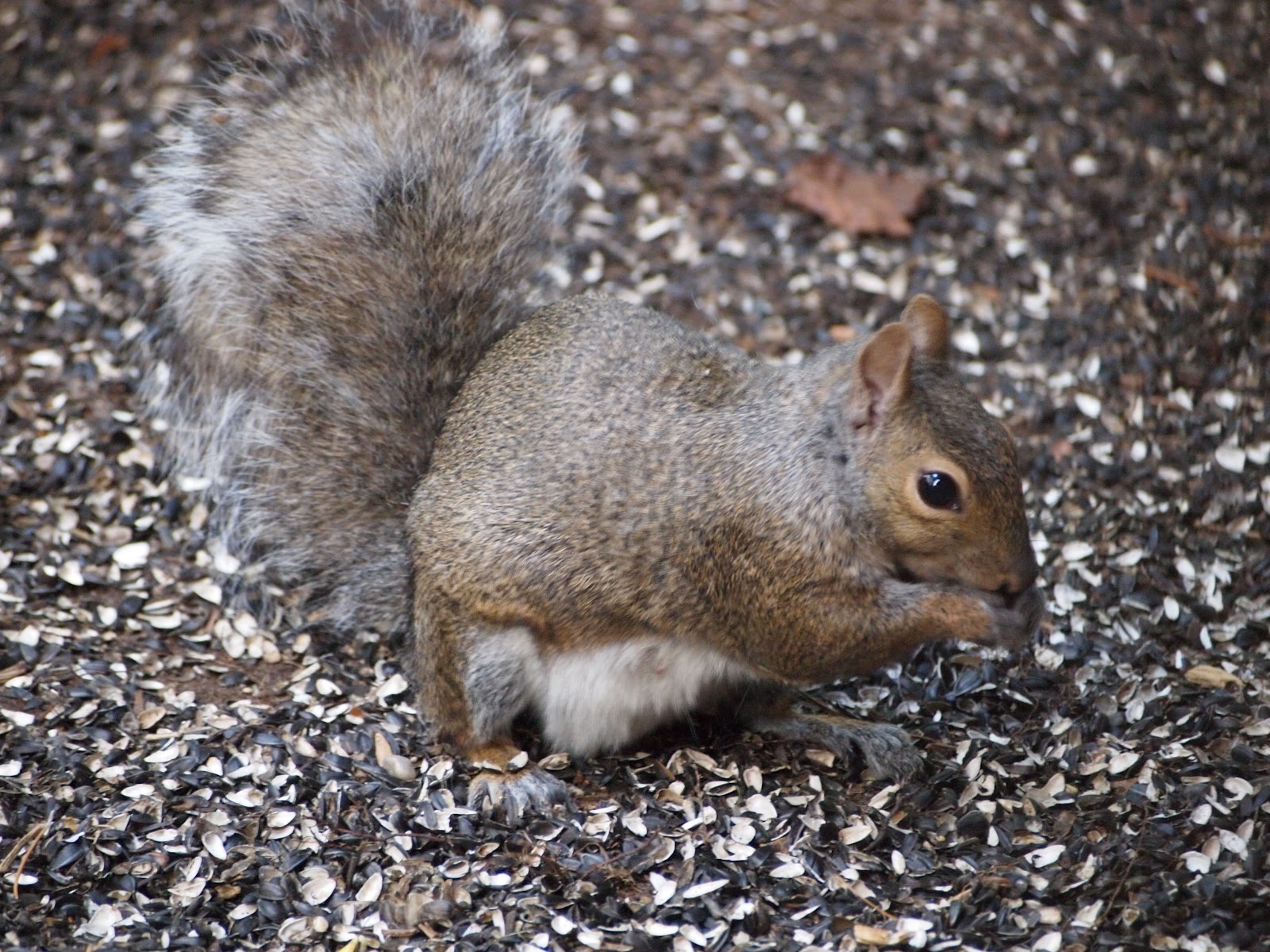 Wildlife Outside My Window: Squirrel Invaders