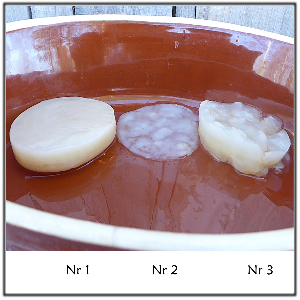 Gör egen kombucha! Scoby svamp till salu, skickas med vanlig post på 1 ...