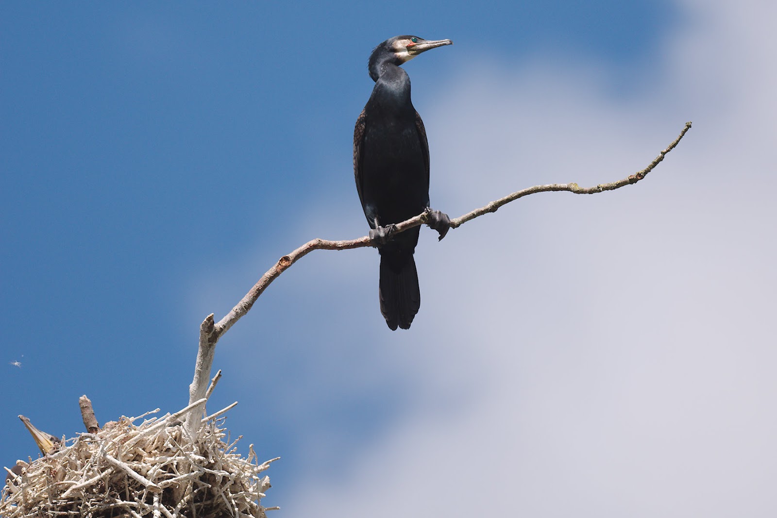 Picofnat: Michael`s Naturfotoblog: Vogelfotografie ::: Kormorane bei ...