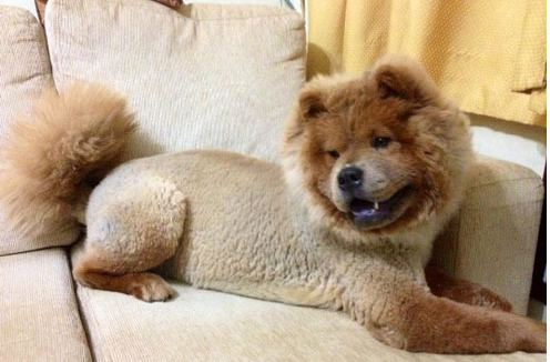 SAIBA MAIS SOBRE COMO TOSAR CACHORRO