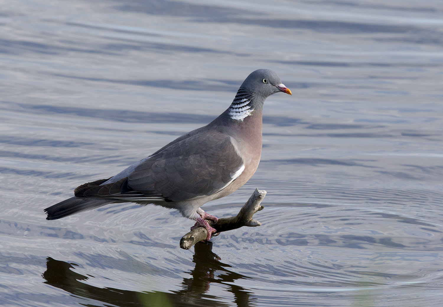pewit: Woodpigeon