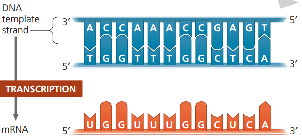 Asal, Struktur, Fungsi, dan Pembentukan mRNA, tRNA, dan rRNA ...