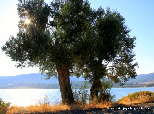 Bademli Köyü: Beyond the Turkish Olive Trees ~ My Traveling Joys