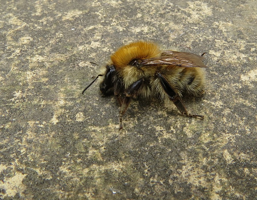 Port and Wey: Portland Insects A-B