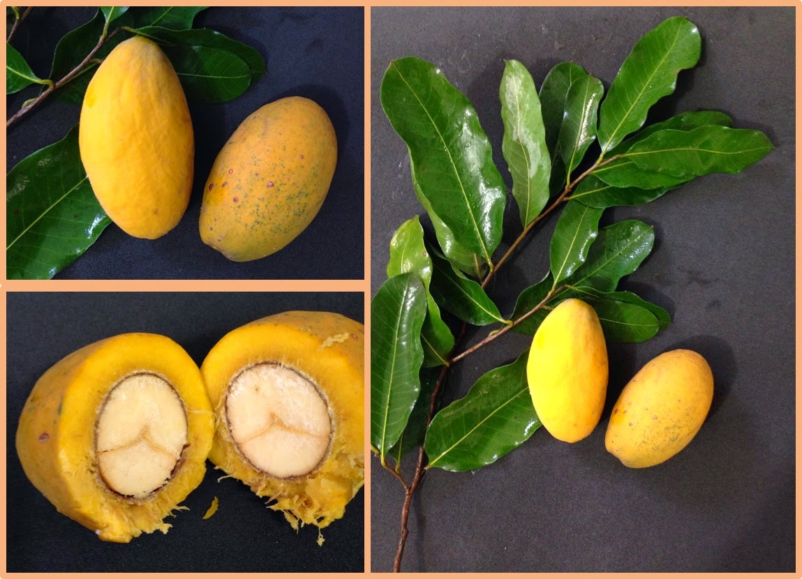 Oiti {Licania tomentosa (Benth.) Fritsch} | A planta da vez