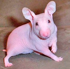 Hairless Hamster atau Hamster Sphynx | OpisialWiraBlog