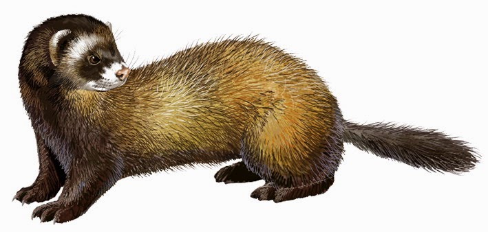 Turismo Abaurrea: El Turón