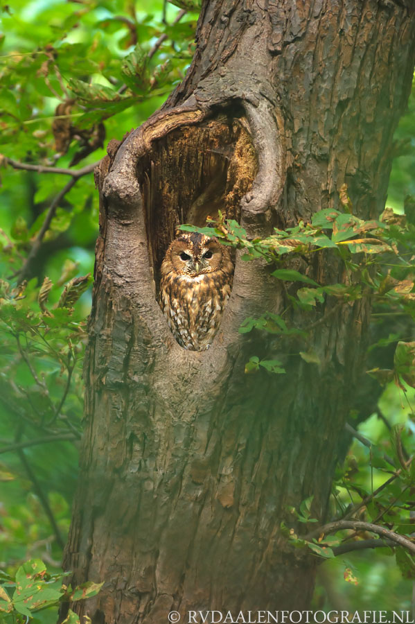 Vogel- en Natuurfotografie door Remco van Daalen: Bosuil in de duisternis?