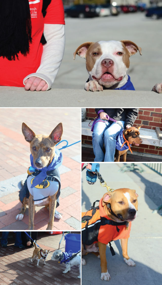 Two Pitties in the City: Things to Do in Chicago with Dogs: SuperDogs ...