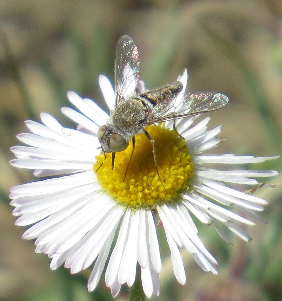 Bug Eric: A Case of Predator Mimicry in the Bee Fly Genus Epacmus ...