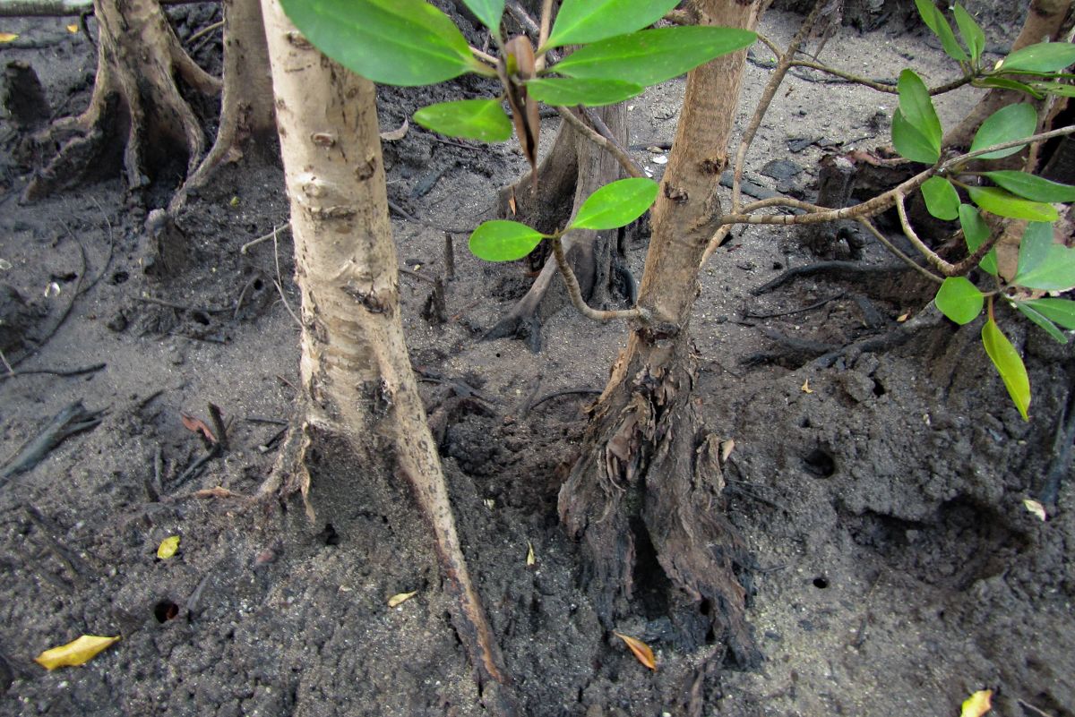 Queensland Coast: Australia's Spurred Mangroves (Ceriops sp.)