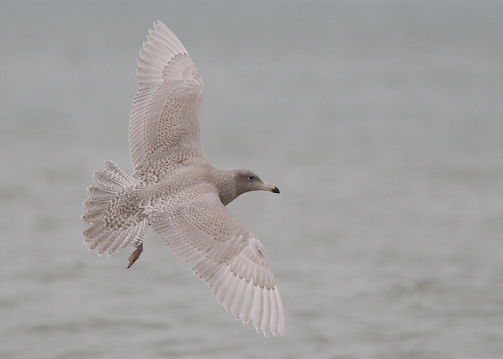 Richard Smith - Birdwatching Days Out: GLAUCOUS GULL, juvenile, CASPIAN ...