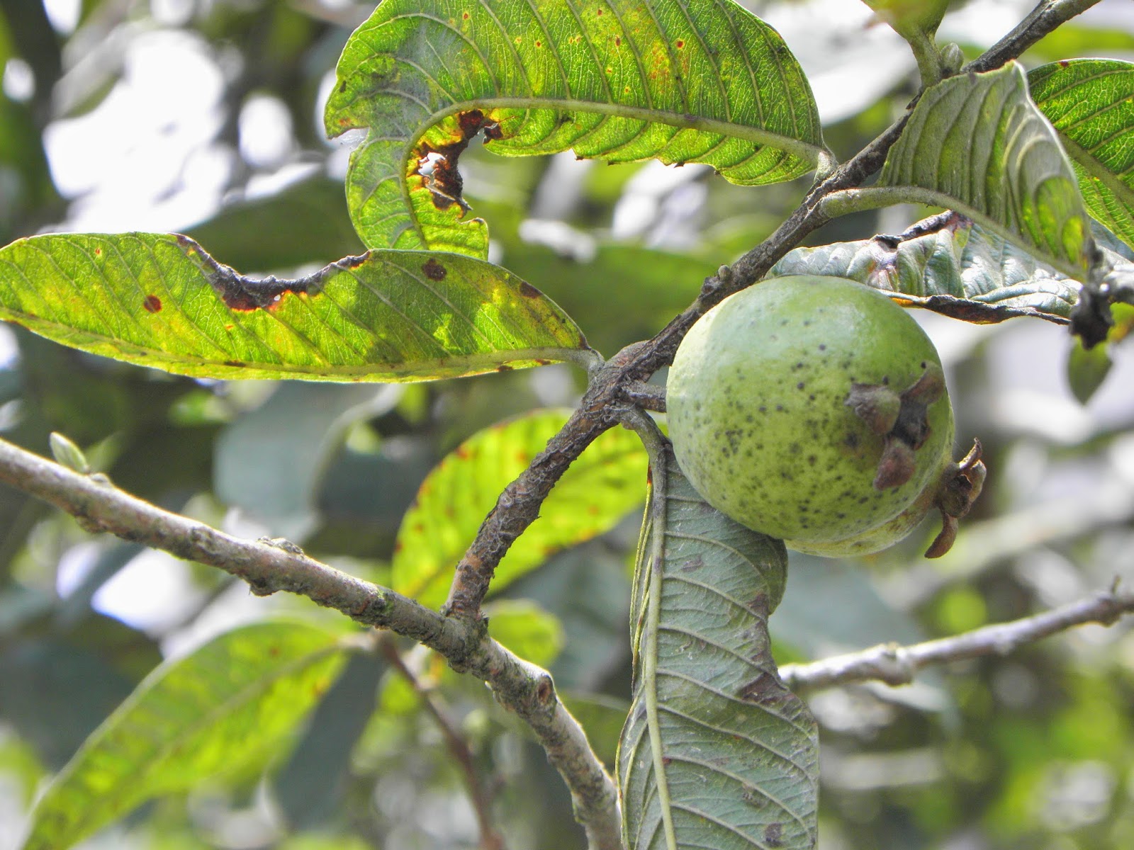Ecuador Joannan silmin - Ecuador in my eyes: Health benefits of guava ...