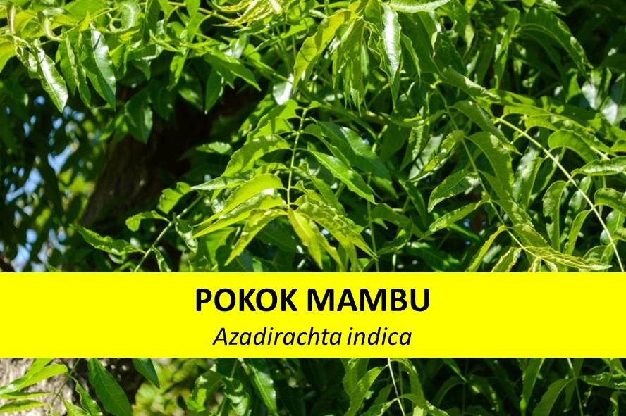 AzBudi Pusat Pakar Perubatan Homeopati dan Naturopati: HEALSDROP - 6 ...