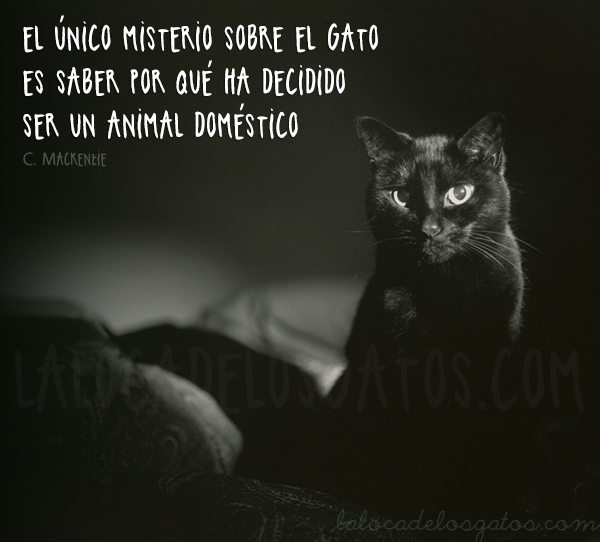 Hogar de Rescate y Protección Lourdes: Frases felinas!