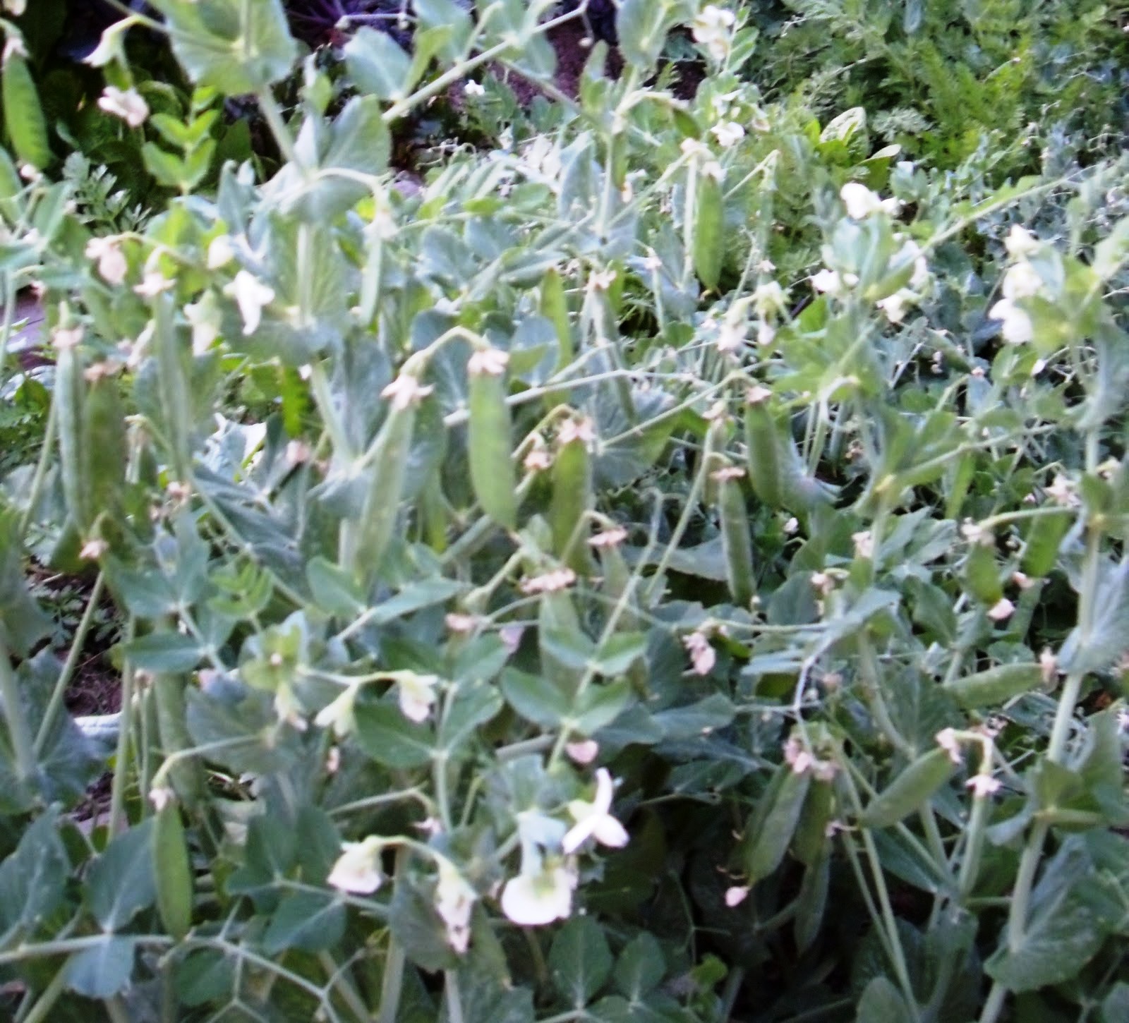 The Scientific Gardener: 2011