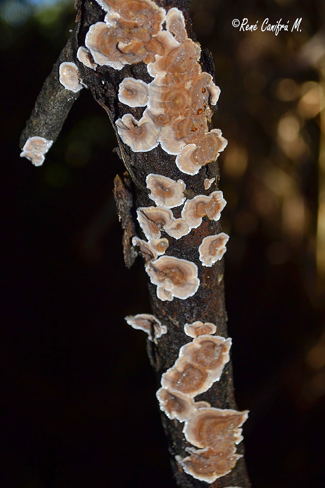 Hongos: Stereum rameale