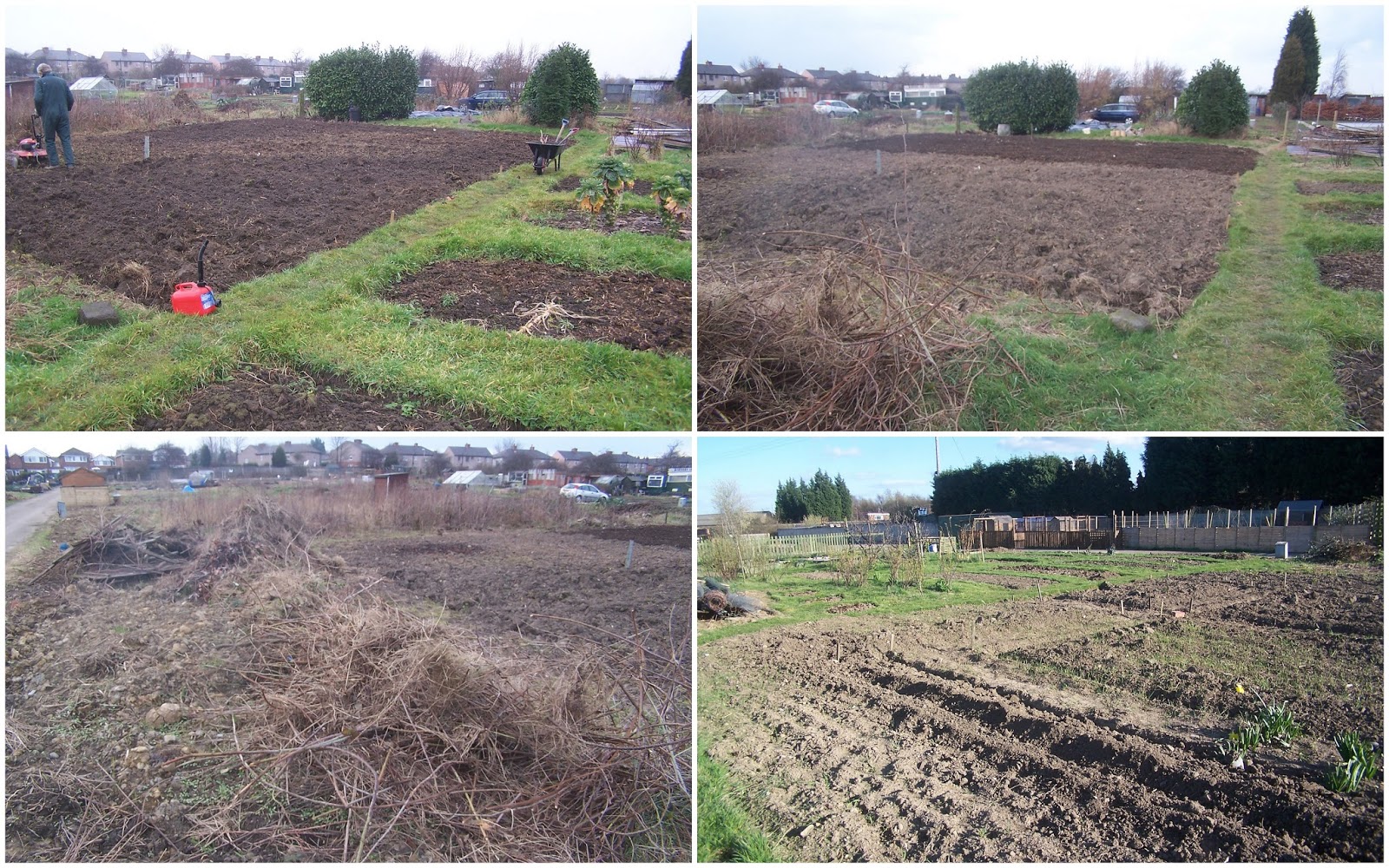 Our Plot at Green Lane Allotments: Clearing an overgrown plot - plot 5