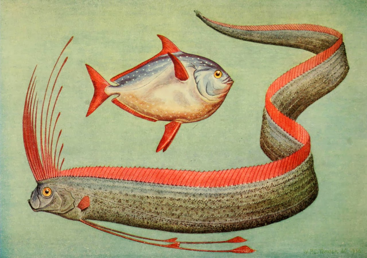 Wit and Catharsis: Nature and the King of Herrings