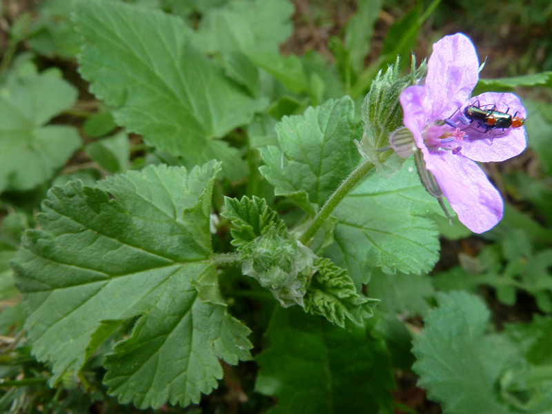 PASOS: Málaga, 18-20 de febrero