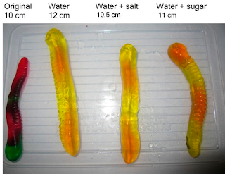 Amelia's Teacher Boutique: A Gummy Science Investigation