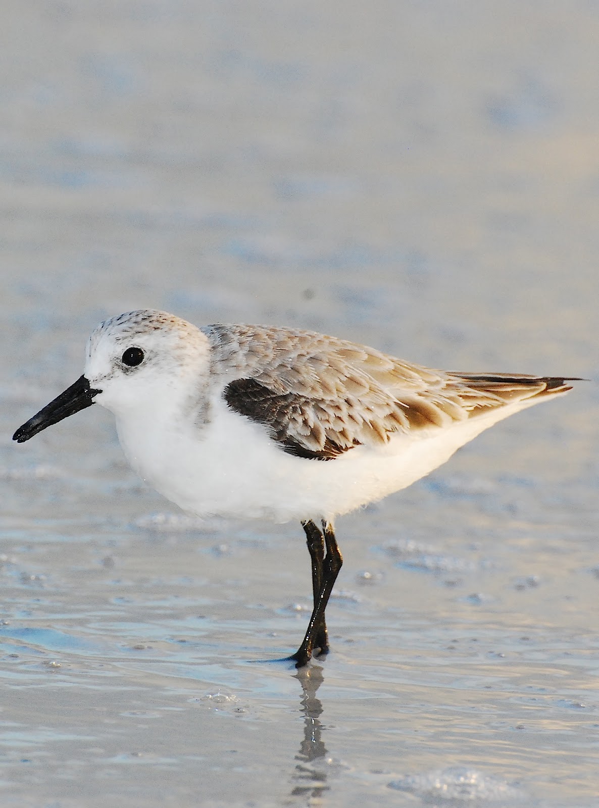 Bosque despierto: Playero blanco