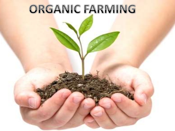Thoughts To Promote Positive Action Organic Farming thoughts-to-promote-positive-action-organic-farming