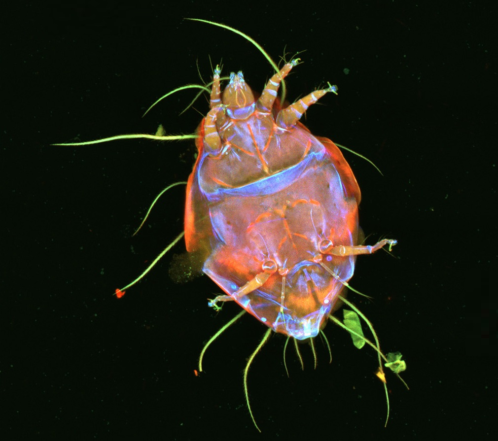 Species New to Science: [Arachnida • 2018] Ceratotarsonemus amazonicus ...