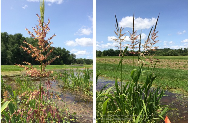 American Wild Rice: Plant_flower_seed_grain_food_from wild rice