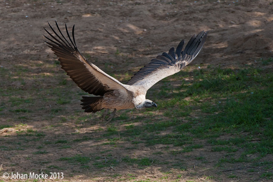 Johan Mocke Photography: Kgalagadi (2) Birds