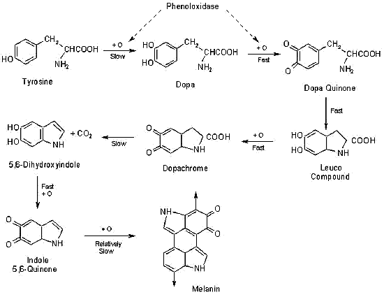 Key-mistery: Browning of Apple