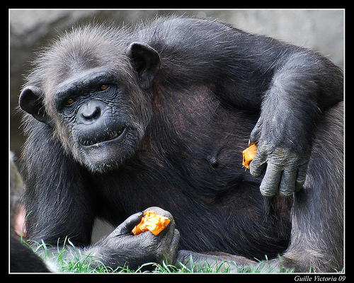Info animales: CHIMPANCÉ PAN TROGLODYTES