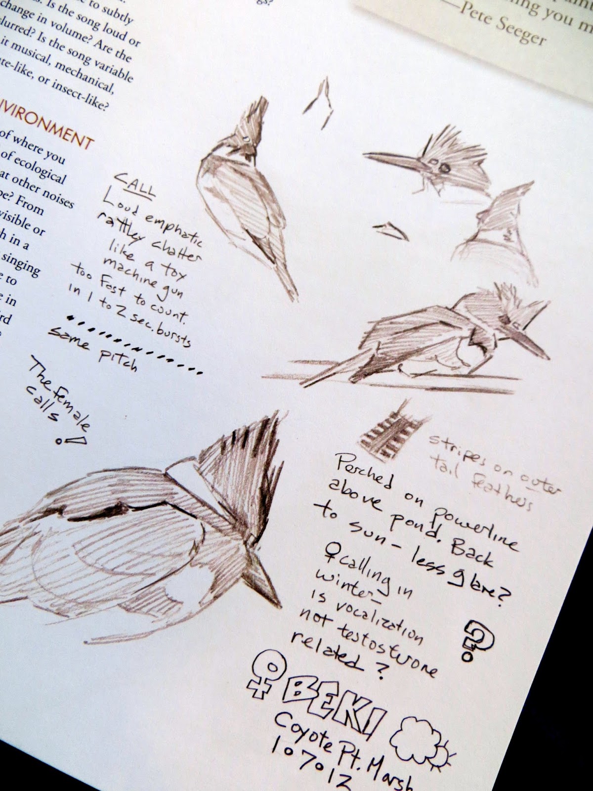 Artists' Journal Workshop: John Muir Laws' Laws Guide to Nature Drawing ...