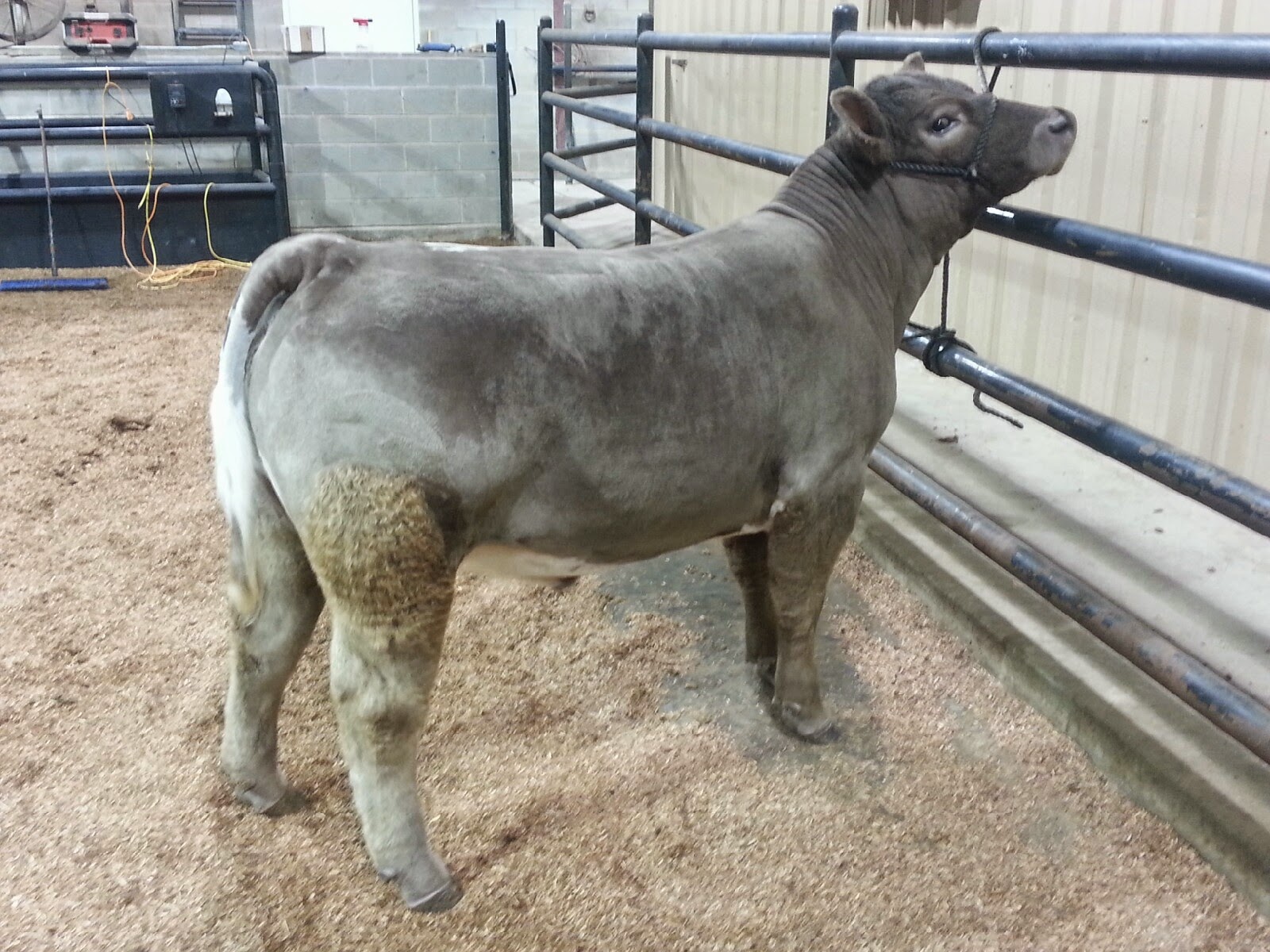 Austin Cattle Company: Slick Shear for fall, sired by Texas Twister.